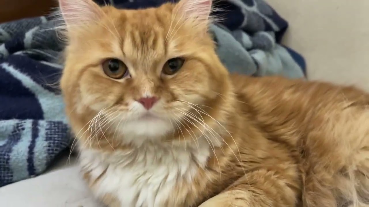 Leo The Cat - Yellow Cat and his Kittens 💛🤍 - YouTube