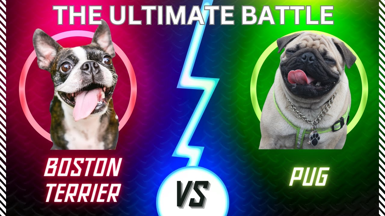 EPIC DOG BATTLE: Boston Terrier vs. Pug - Who Will Reign Supreme ...