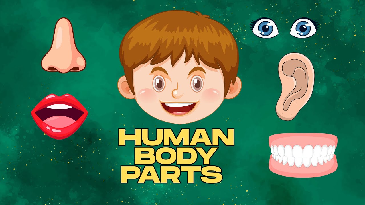 Body Parts Names for Kids | Learn Human Body Parts in English | Kids ...