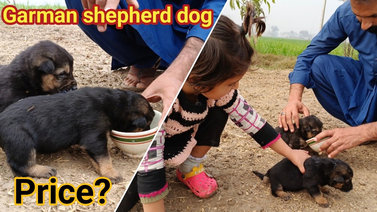 Garman shaft dog|Garman shaft price|German shaft dog training|Pet ...