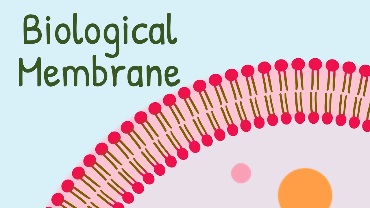 Physiology Biological Membrane & Fluid Mosaic Model