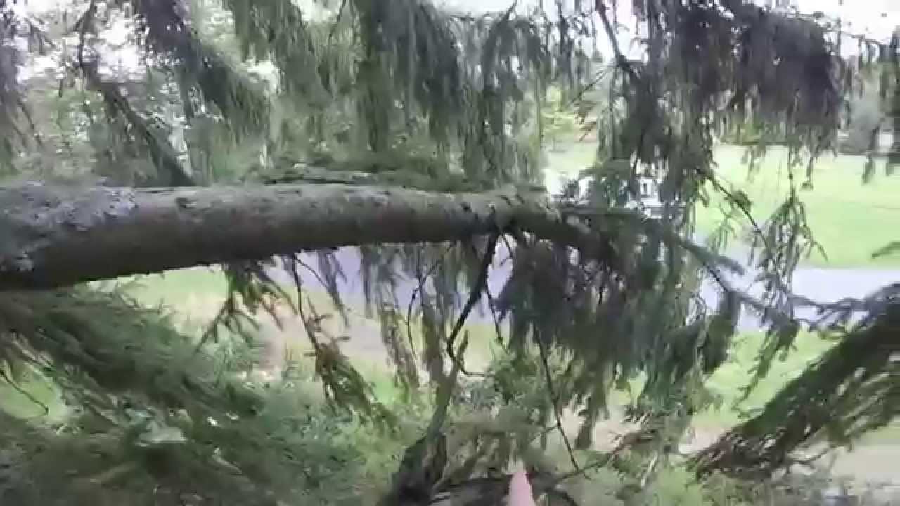 GoPro Free Tree Climbing - YouTube