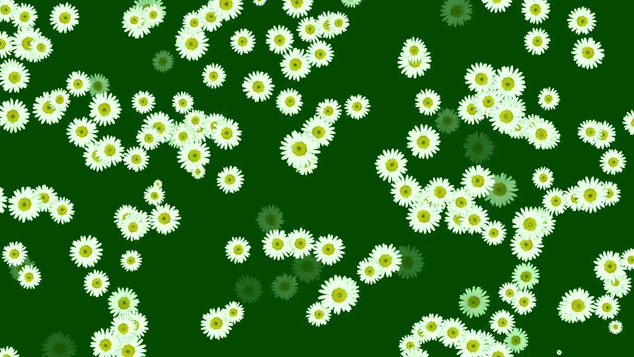 Full HD Green Screen Flower open Effects Free - YouTube