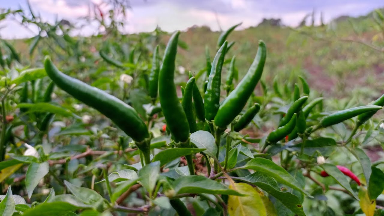 How to Start a Successful HOT Pepper Farm as a Beginner in Uganda ...