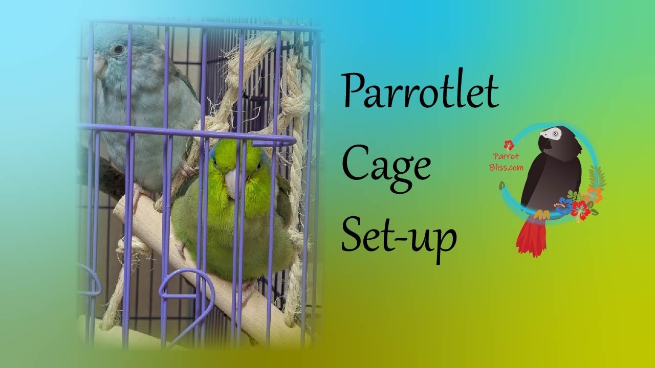How To Set Up A #Parrotlet Cage #Parrot_Bliss - YouTube