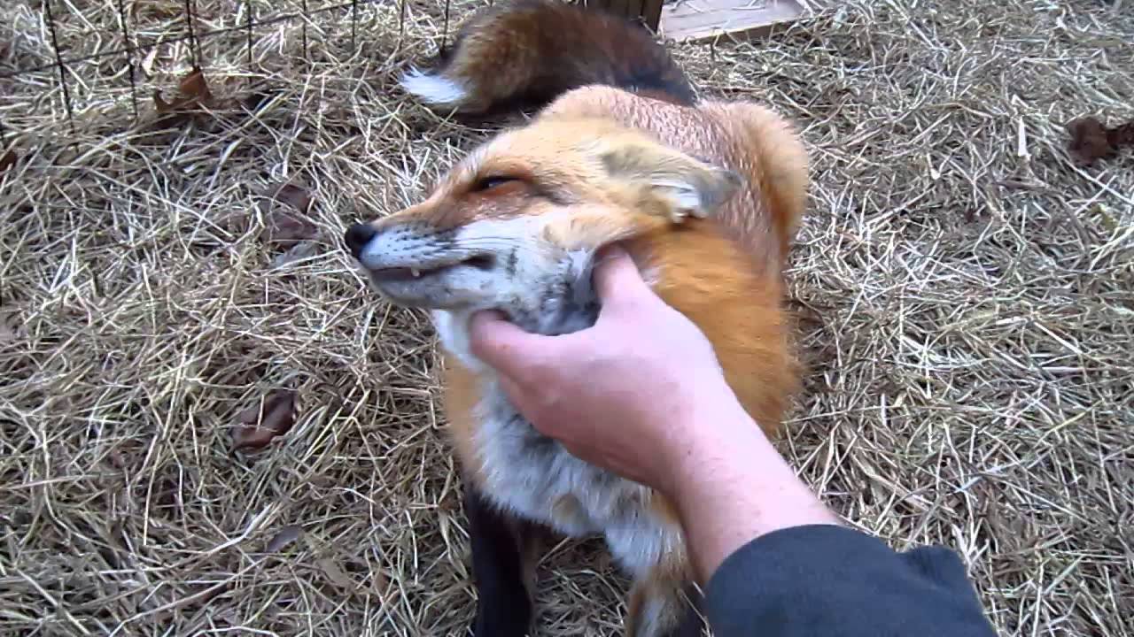 Good morning fox - YouTube