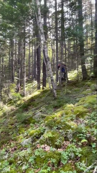 Dirt biking through the woods #shorts - YouTube