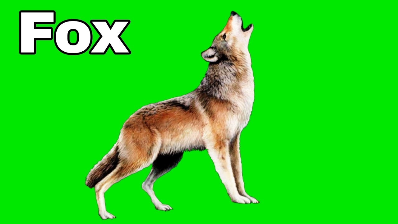fox green screen - YouTube