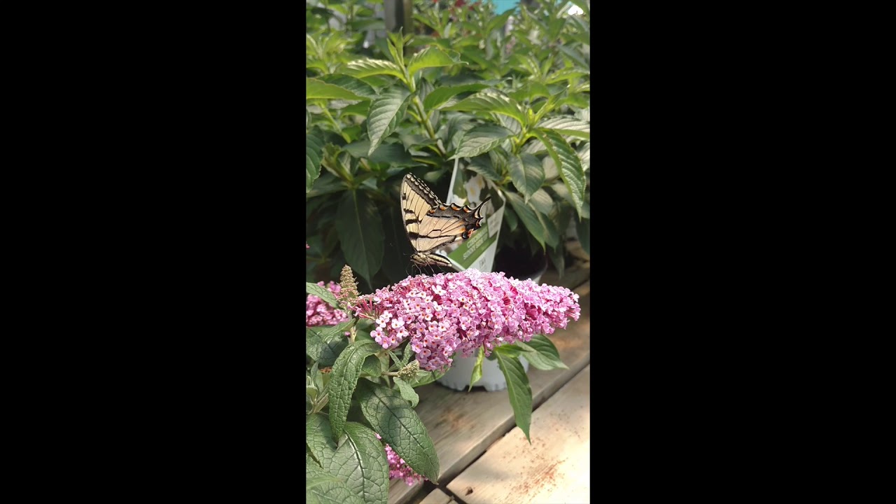 PUGSTER PINK™ Butterfly Bush / BUDDLEIA | www.gardencrossings.com - YouTube