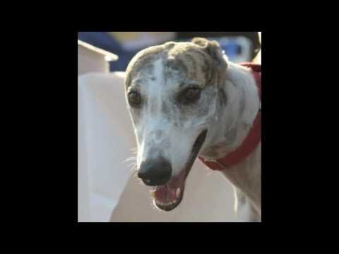 The Race - Greyhound Angels Adoption (NJ) - YouTube
