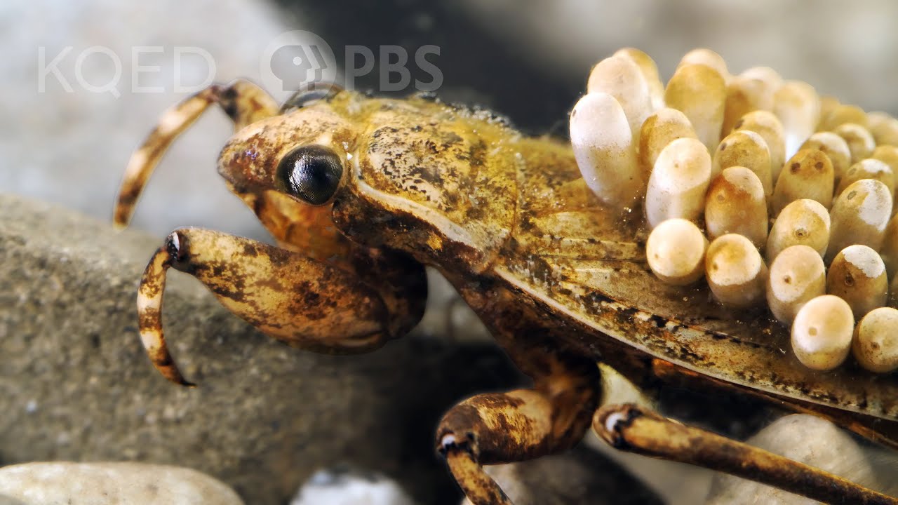 Don't Go Chasing Water Bugs | Deep Look - YouTube