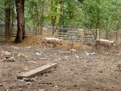 New blue butt piglets on The Pig Farm. part 1 - YouTube