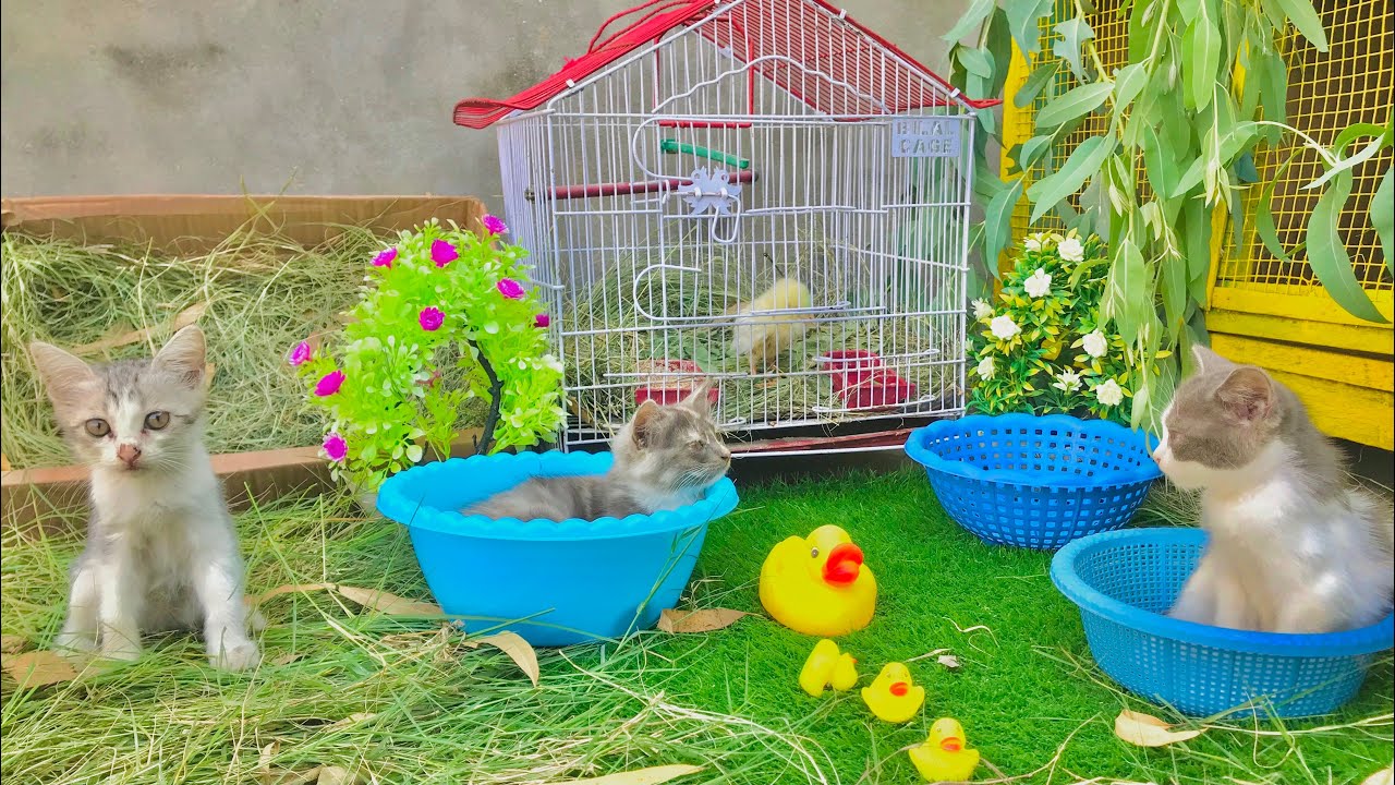 Funny kittens Animals playing together with Chick | Cute Animals ...