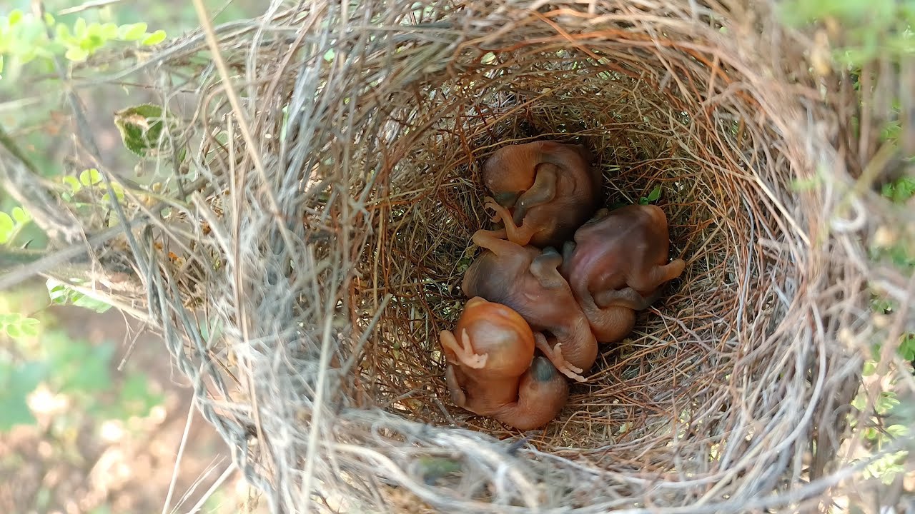 Day 1"Himalayan Haven: Bulbul Bird Babies Growing Up - YouTube