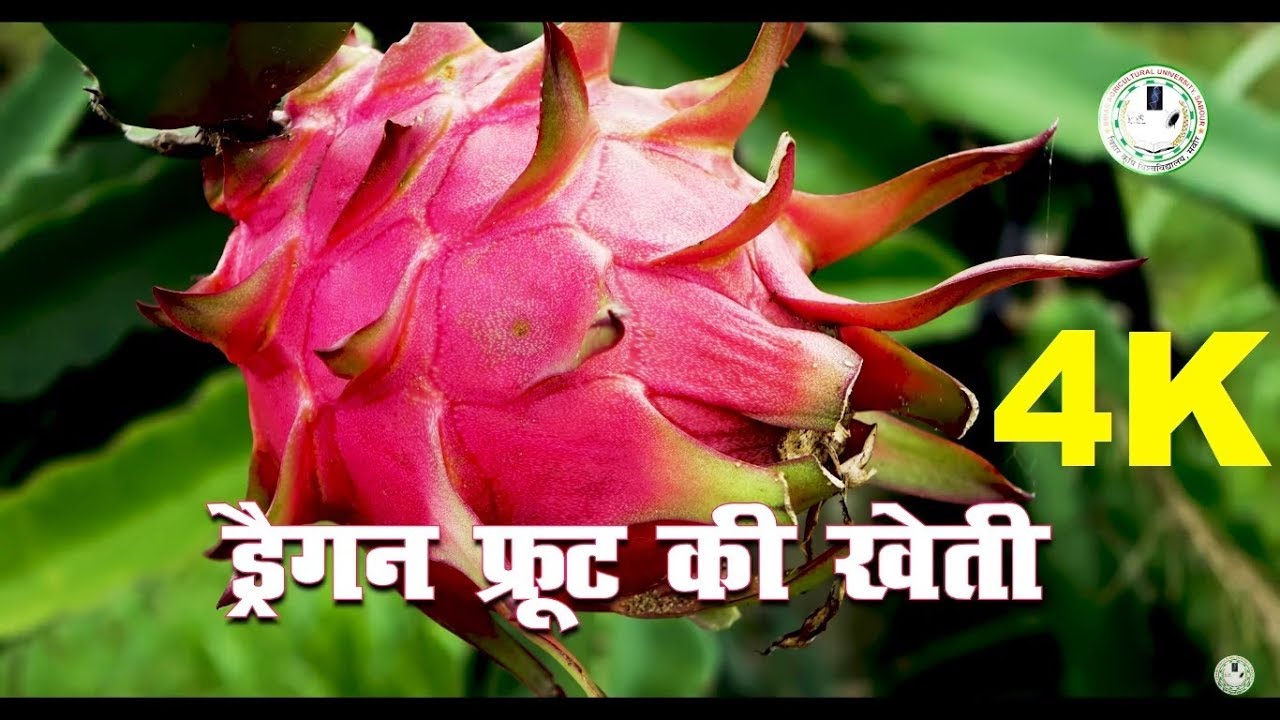 Dragon Fruit Cultivation in Bihar (बिहार में ड्रैगन फ्रूट की खेती) 4K ...