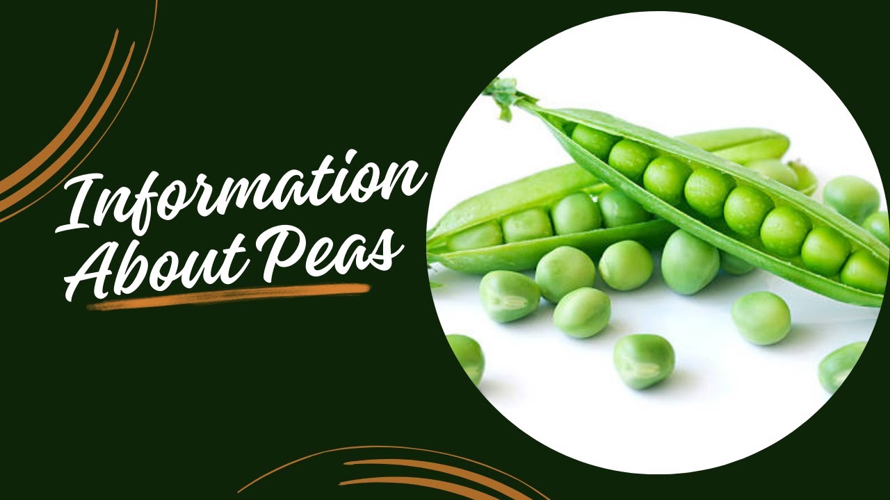 Origin of Peas। Advantages of Peas। Disadvantages of Peas - YouTube
