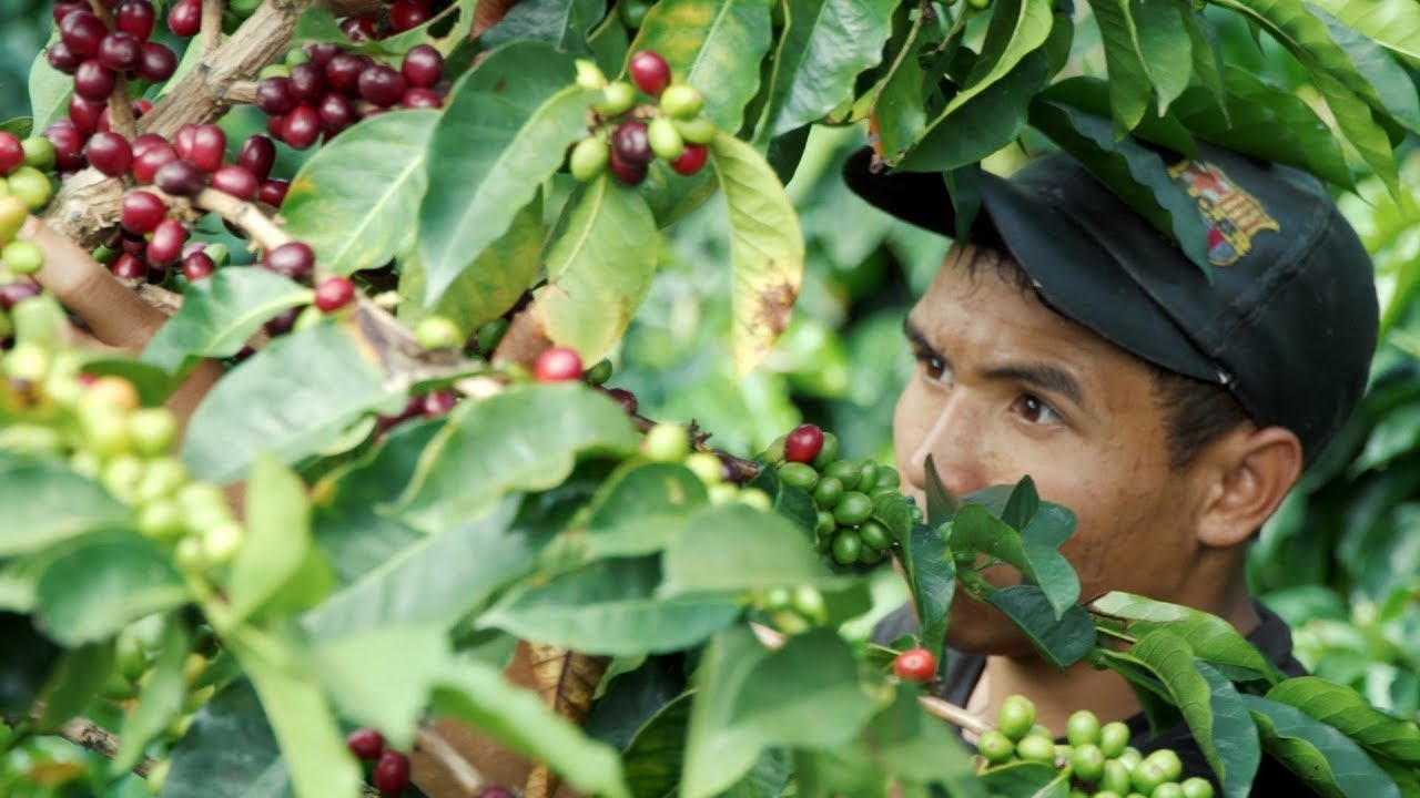 Farm To Cup Coffee YouTube farm-to-cup-coffee-youtube
