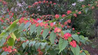 Coolie Cap aka Manderin’s Hat aka Chinese Hat Plant..Awesome for bees & hummingbirds central Fl. 9B