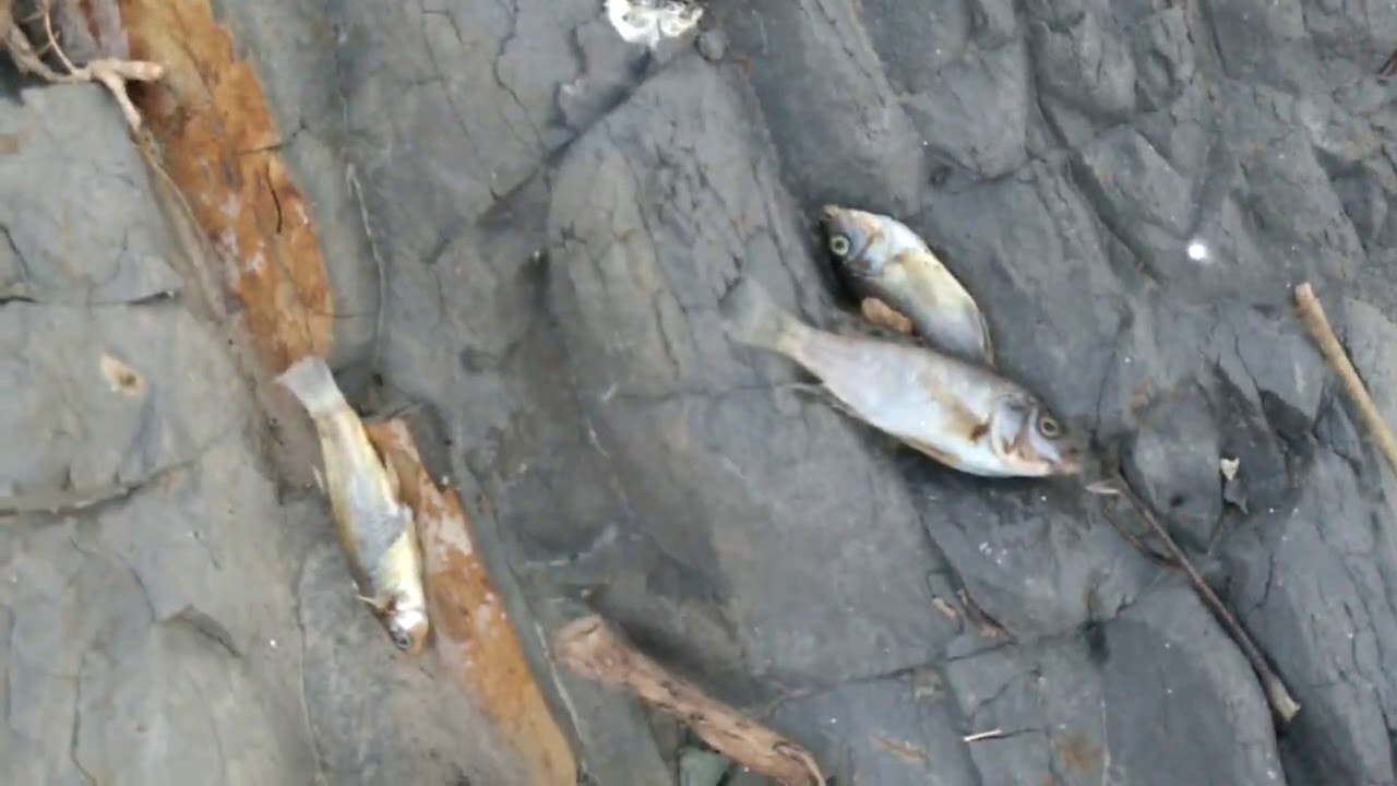 peces contaminados en rio pesquería - YouTube