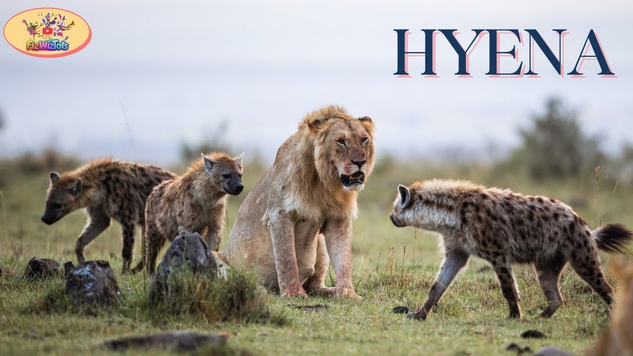 Meet the Hyena! Fun Facts for Kids - YouTube