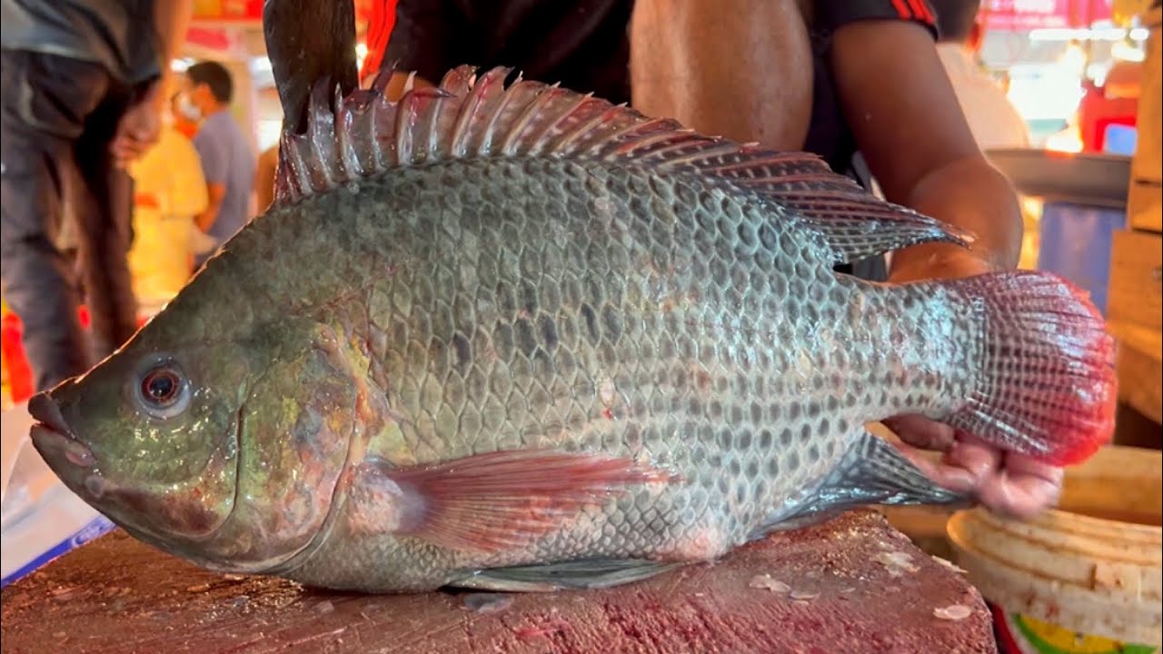 Famous Big Tilapia Fish Cutting Skills | Amazing Cutting Skills - YouTube