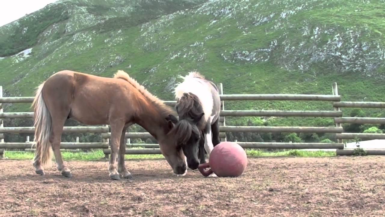 Caballos miniatura jugando a la pelota. - YouTube