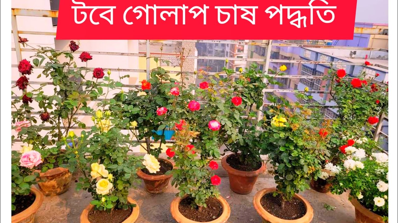 গোলাপ How To Grow Rose Plant in Tob Step By Step - YouTube