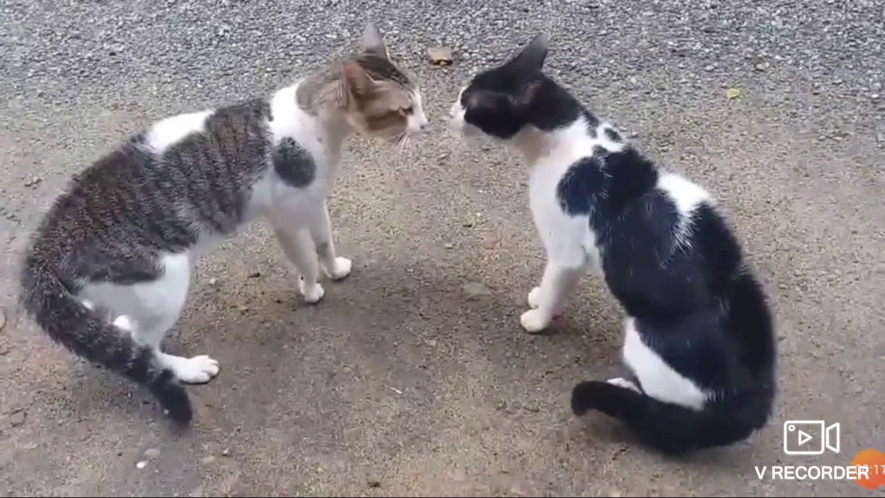 Gatos chatos miando - YouTube