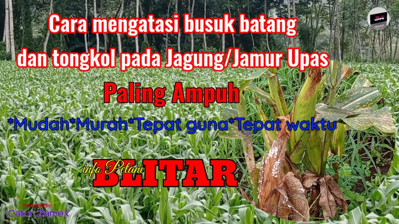Jagung Solusi Busuk Batang Dan Tongkol Jamur Upas Youtube