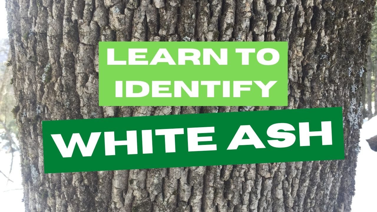 White Ash Tree