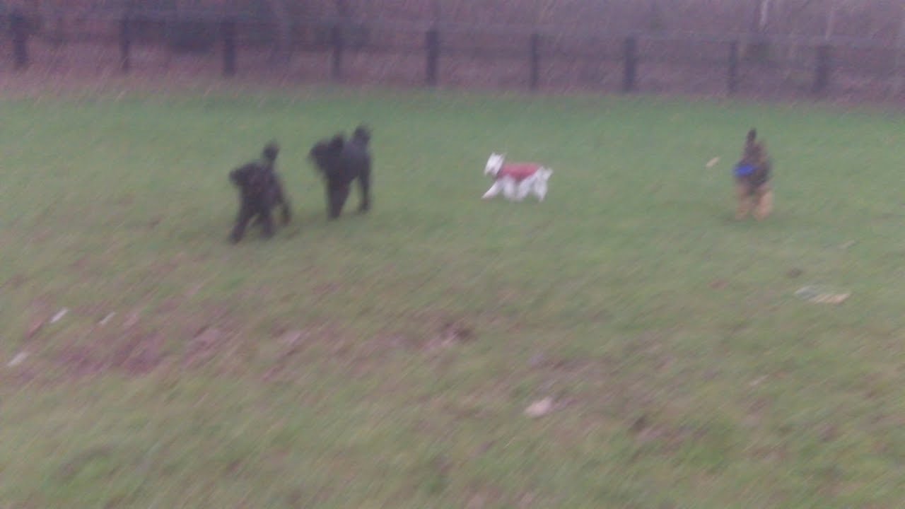 Bertie, Lenny, Buddy, Tinker & Otis having the craic. @DogtrainersUK ...