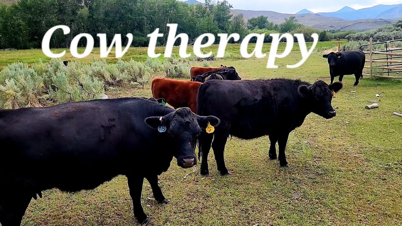 cow therapy soothes the soul - YouTube