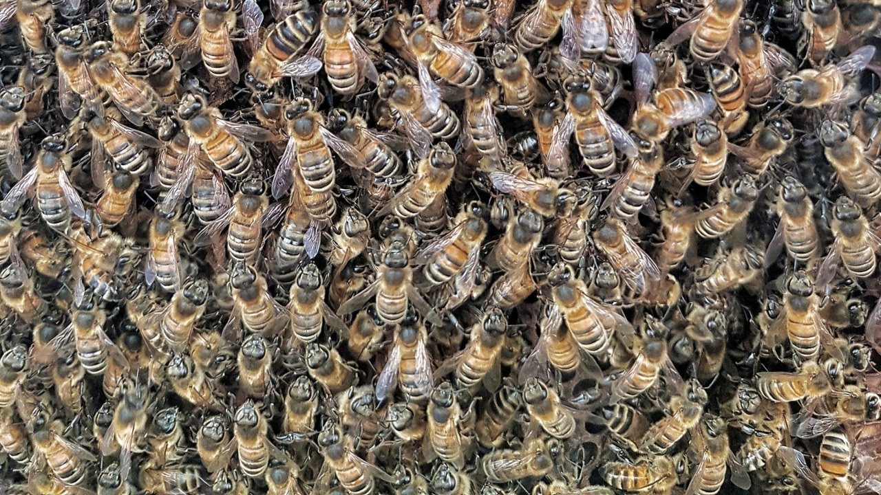 Swarm of bees delay Air India flight - YouTube