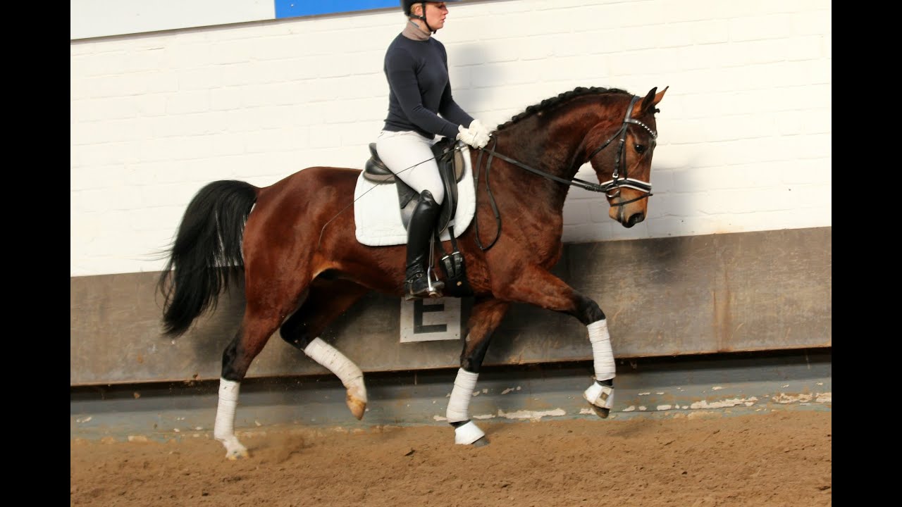 2016 Hanoverian gelding by Floriscount 16.1 hh www.sporthorses-online ...
