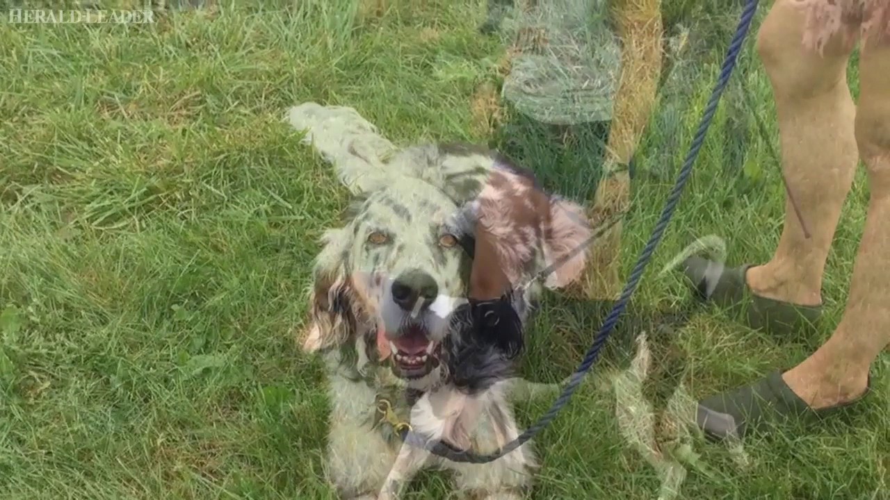 The Dogs of Rolex - YouTube