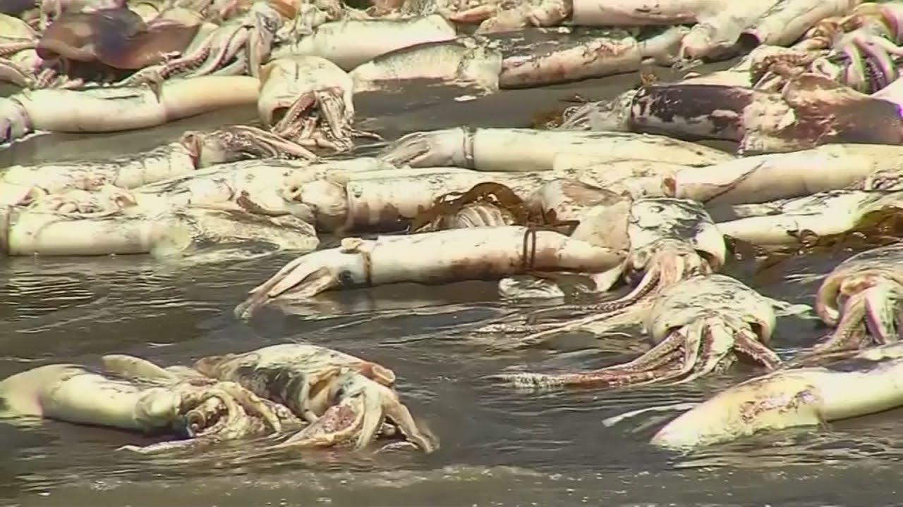 Godzilla 'red tide' kills thousands of sea creatures in Chile - YouTube