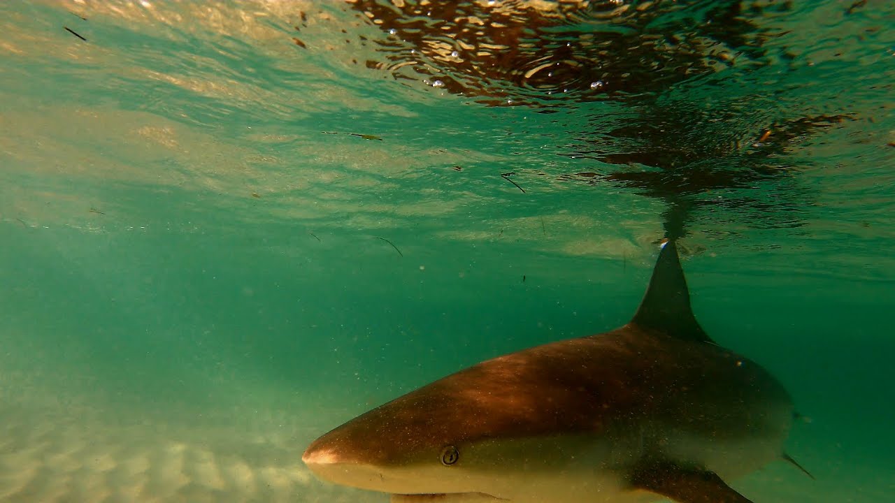 Tiburon Toro Gigante Comiendo de mi Mano, Giant Bull Shark Eating from ...