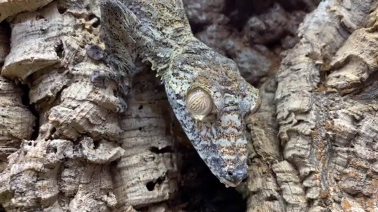 Leaf Tailed Gecko Camouflage