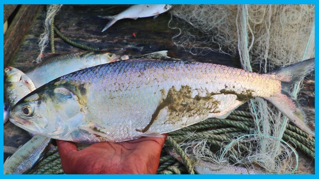 Amazing Fast Hilsa Fishing Skill (PART 97) - Catching Hilsa Fish Big in ...