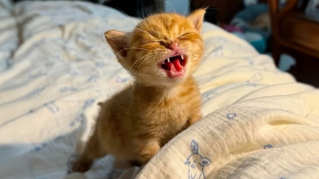 The Most DRAMATIC Kittens Ever! 😂 Funny Cat Videos 2025 - YouTube