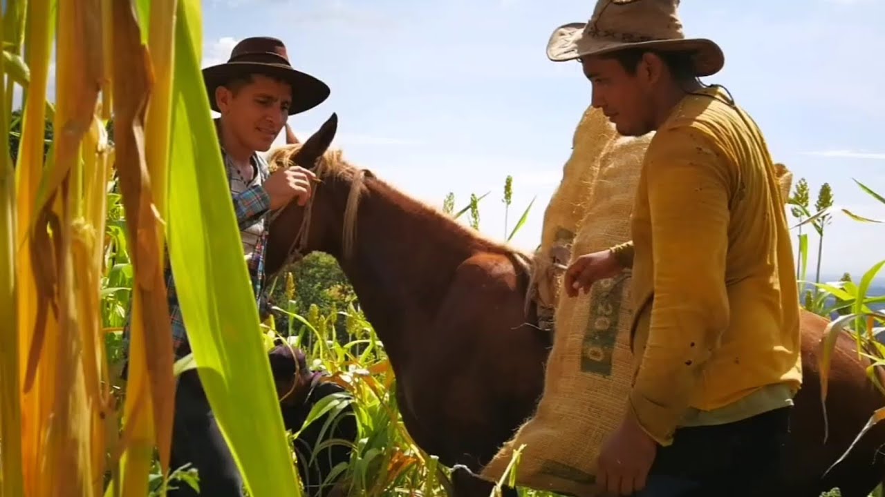 Así se Carga Un Caballo. Acarrear Maiz en Tuza - YouTube