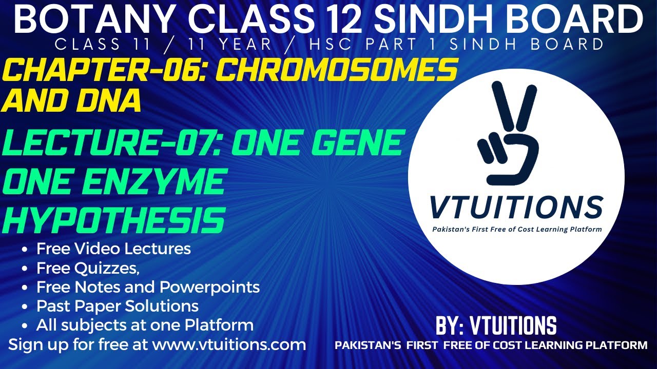 One Gene One Enzyme Hypothesis | Chapter-06: Chromosomes and DNA ...