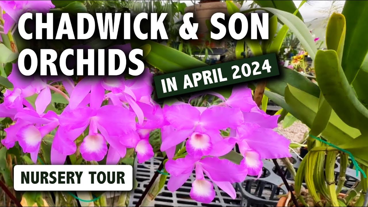 Chadwick & Son Orchids | Phals, Cattleyas, Bulbophyllums, OH MY! [April ...