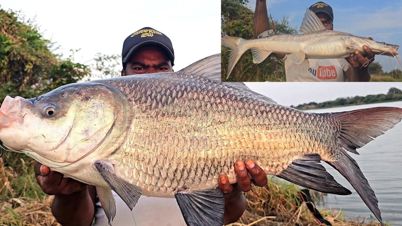 Big Tengara Fishing Techniques | Big KATLA Fishing Techniques | catla ...