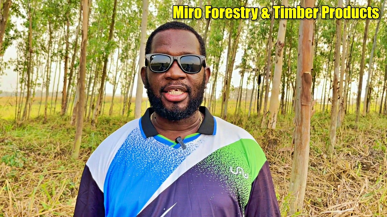 MIRO FORESTRY & TIMBER PRODUCTS 🇸🇱 MILE 91 VLog - Explore With Triple-A ...