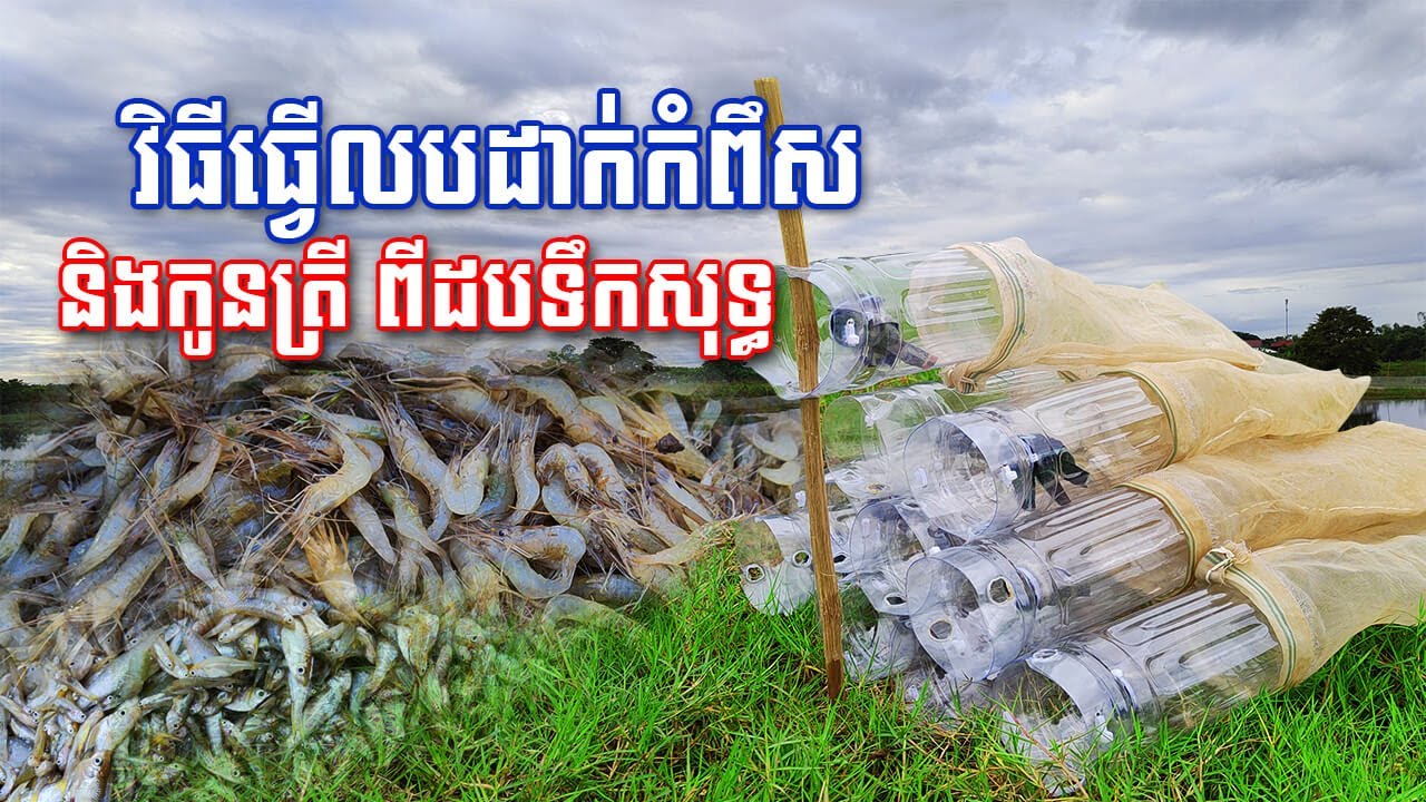 វិធីធ្វើលបដាក់កំពឹសនិងកូនត្រីពីដបទឹកសុទ្ធ | Shrimp Trap From Plastic ...