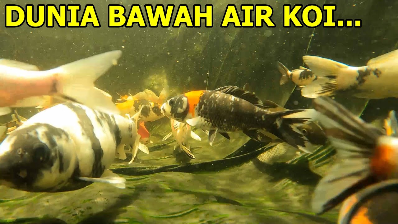 PEMANDANGAN IKAN KOI DALAM AIR... - YouTube