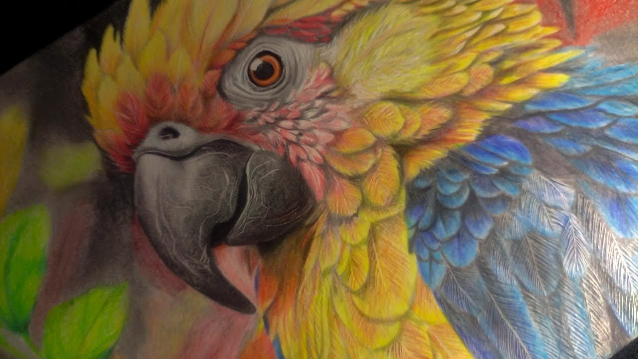 මැකෝ ගිරවා | COLOR PENCIL PARROT DRAWING | LAHIRU ARTS - YouTube