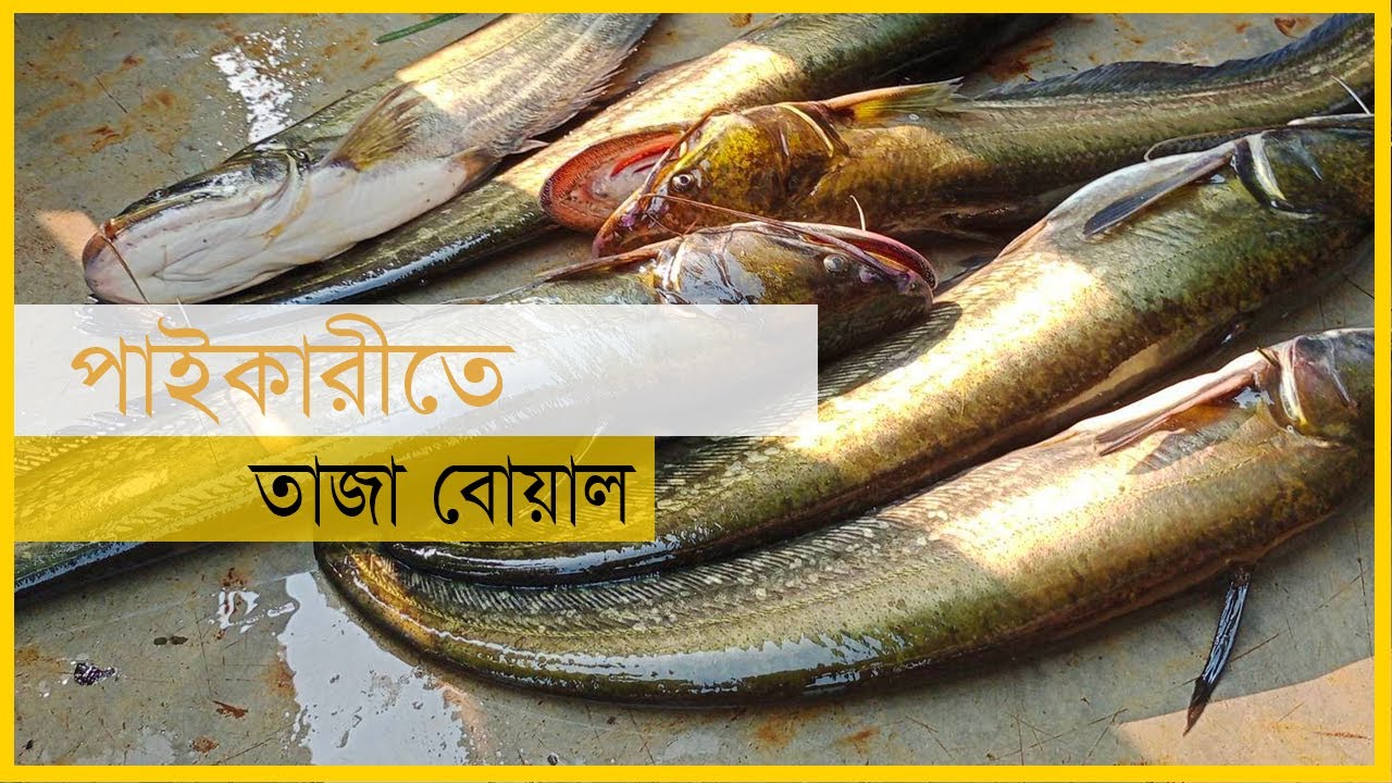 পাইকারিতে তাজা বোয়াল মাছ বিক্রি / Fresh Boal fish wholesale - YouTube