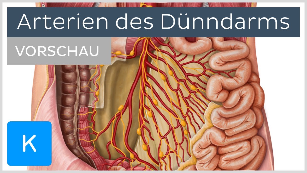 Dünndarm: Arterien und Blutversorgung (Vorschau) | Kenhub - YouTube